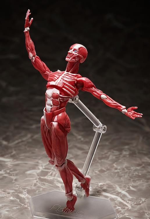 figma SP-142 Human Anatomical Model – USA Gundam Store